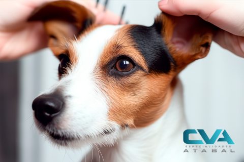 Otitis en perros: síntomas y tratamiento.